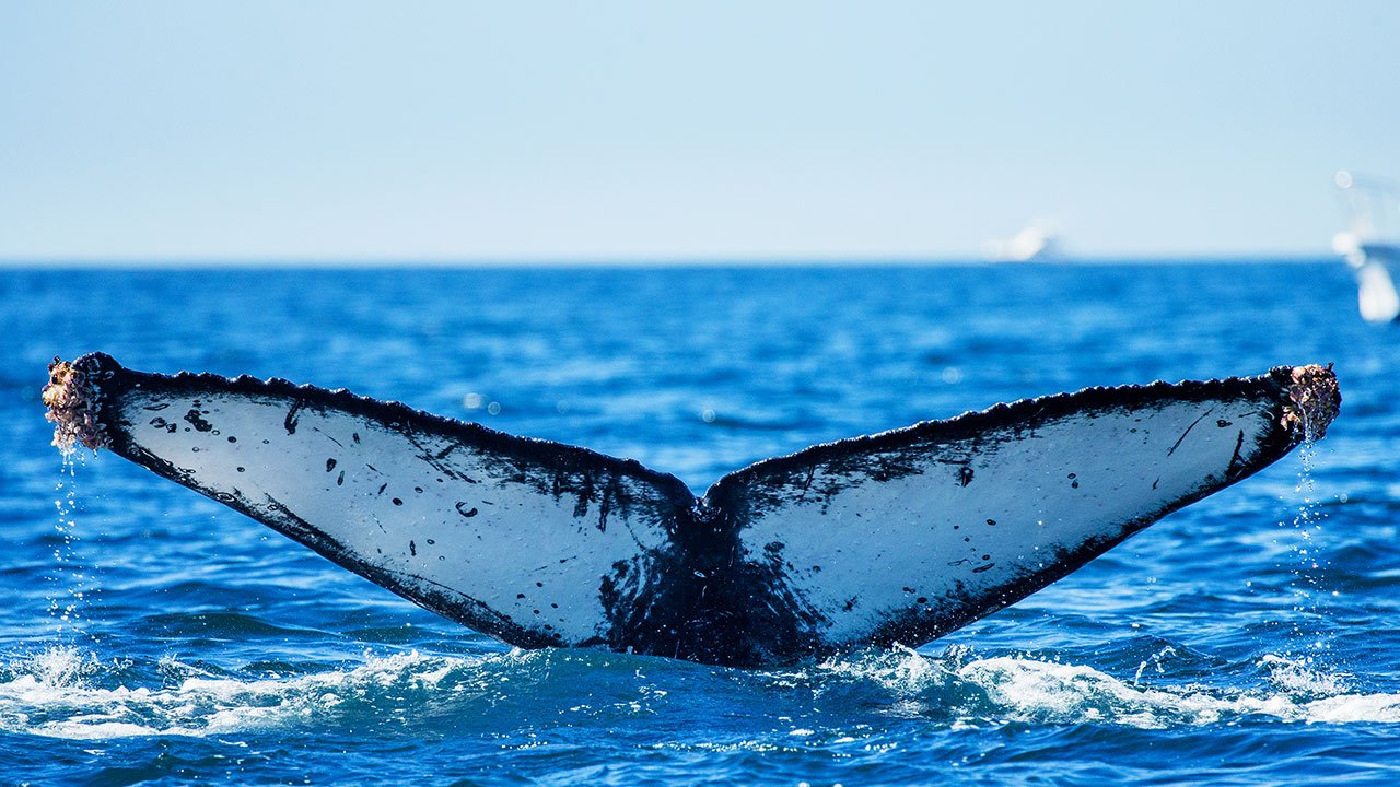 Tips para disfrutar la temporada de ballenas – Dimension Turistica Magazine