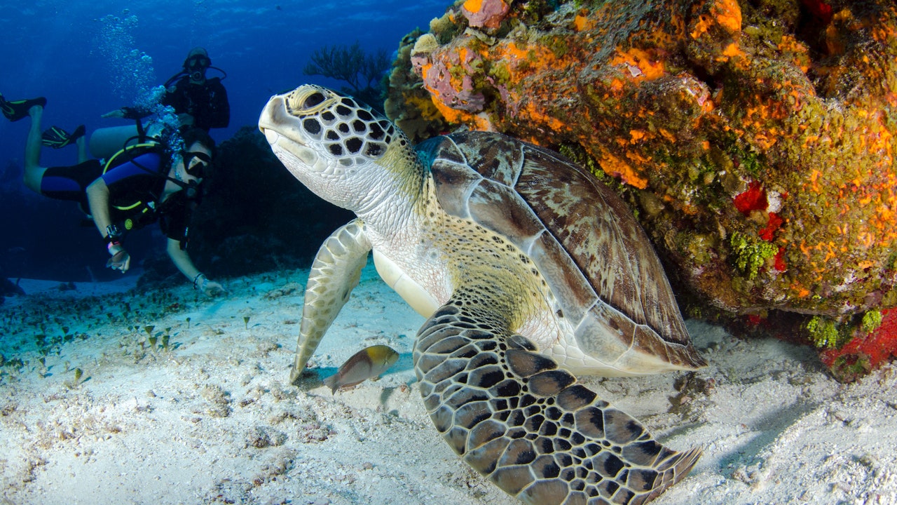 Los mejores lugares del mundo para ver tortugas marinas – Dimension ...